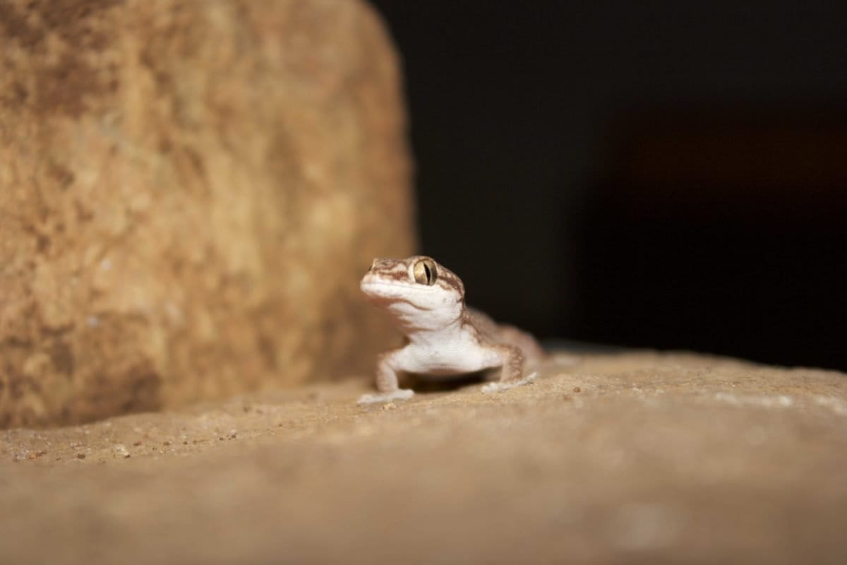 How past climatic shifts shaped the evolution of geckos