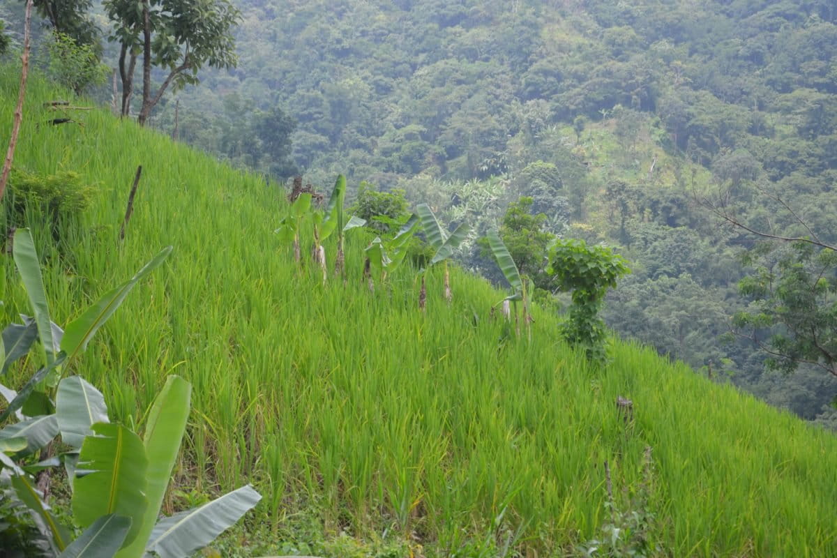 Crops under shifting cultivation hit in Mizoram villages: Study
