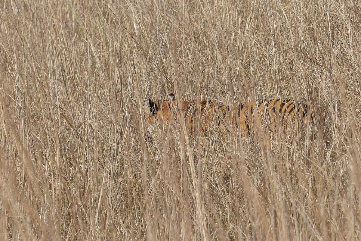 India's tiger reserves are browning and drying: study