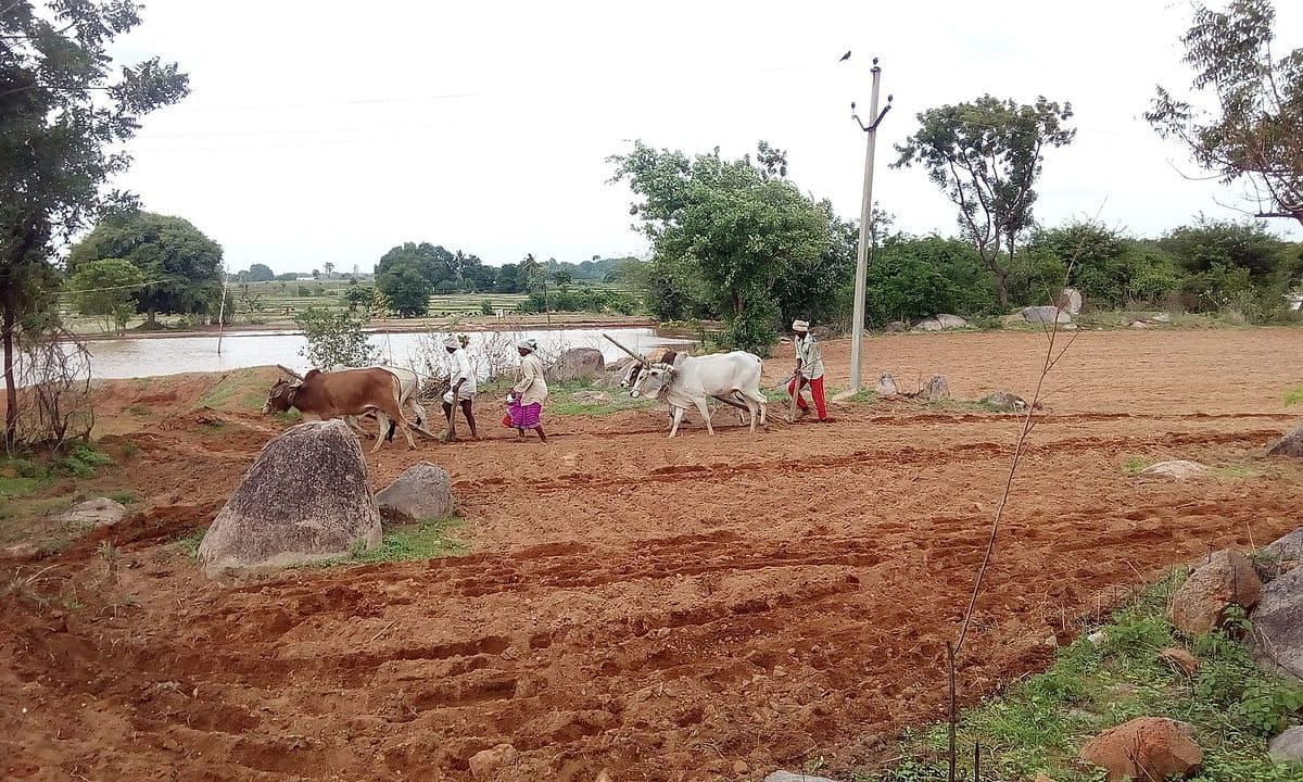 Examining The Hype About Zero Budget Natural Farming PDF) Zero Budget