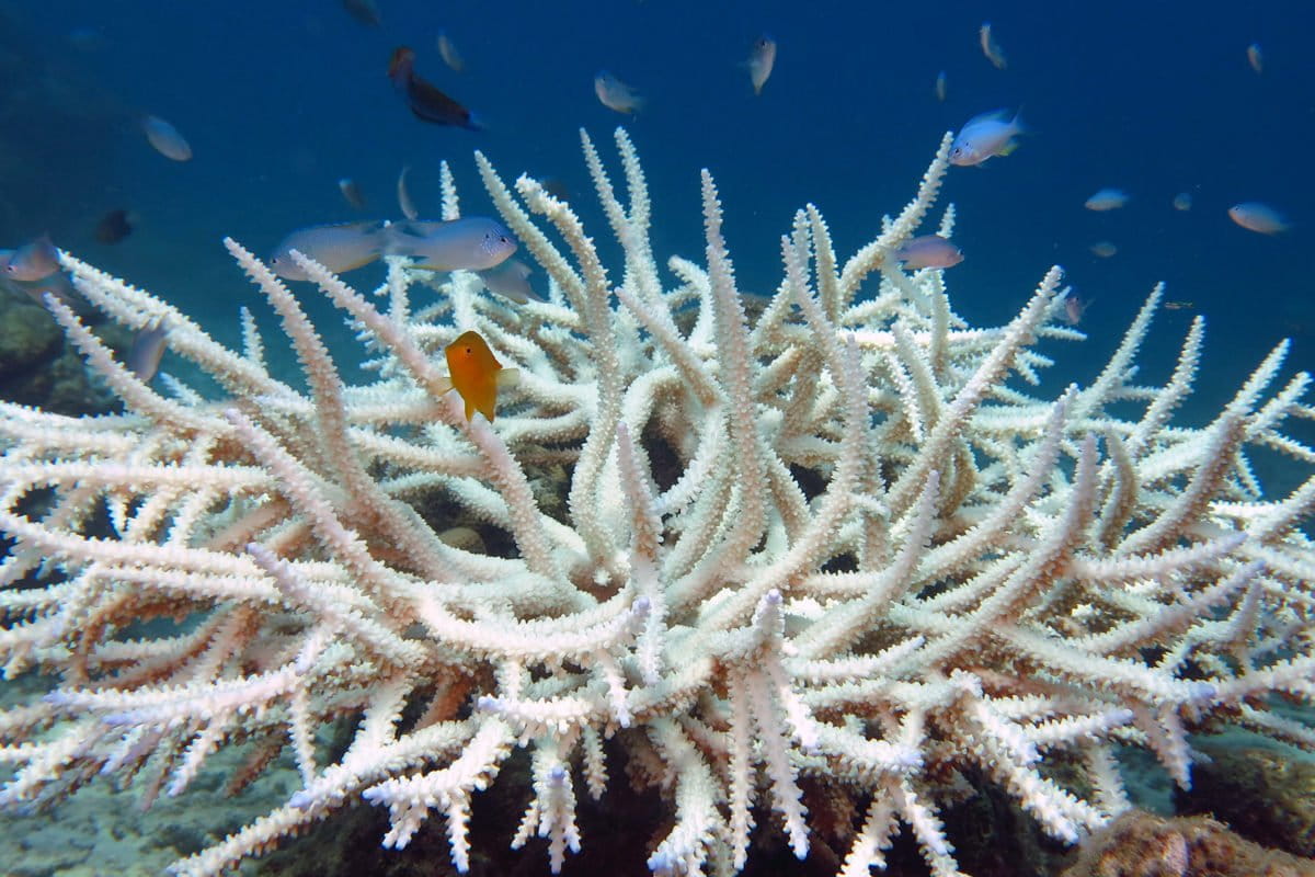 Towards better prediction of coral bleaching