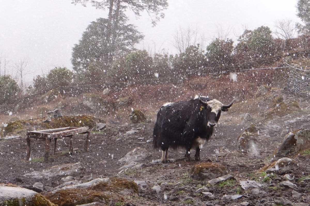 Yak rearing in Sikkim transforms to cope with climate change