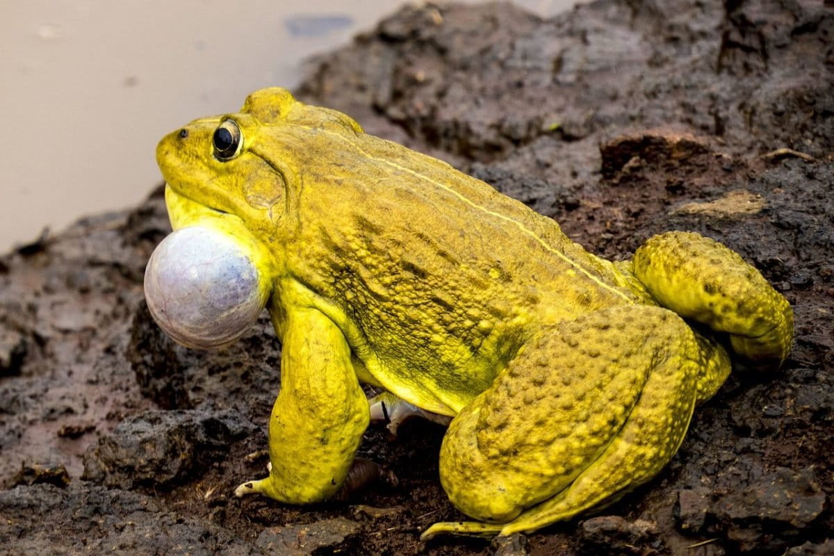 Invasive bullfrog tadpoles devour native ones in the Andamans
