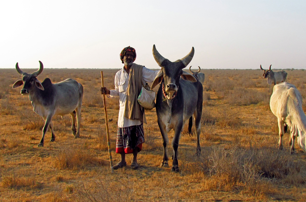 The complex life of Banni