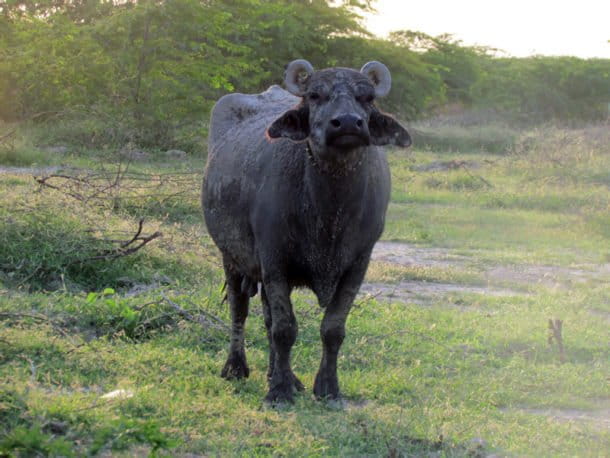 The complex life of Banni