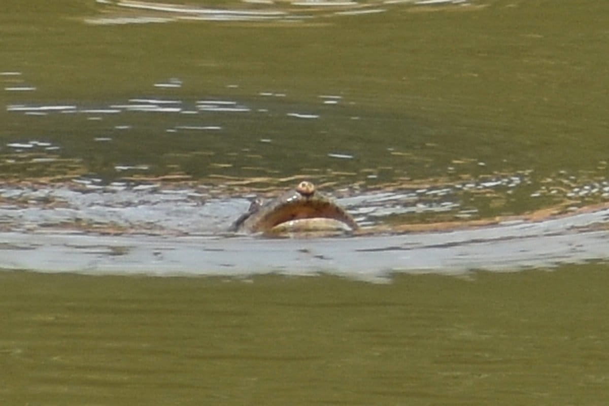 Cantor's giant softshell turtle: Community networks to save a rare turtle