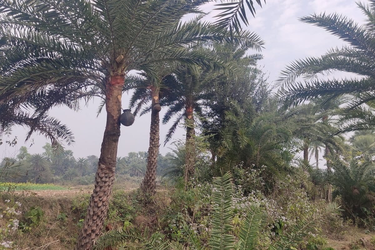 Villagers in Bengal tap into palm sap to boost livelihoods