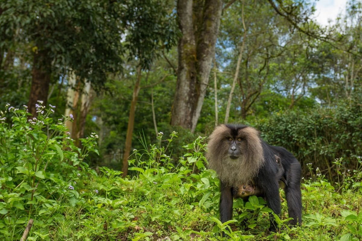 Lion-tailed and bonnet macaques need different conservation plans