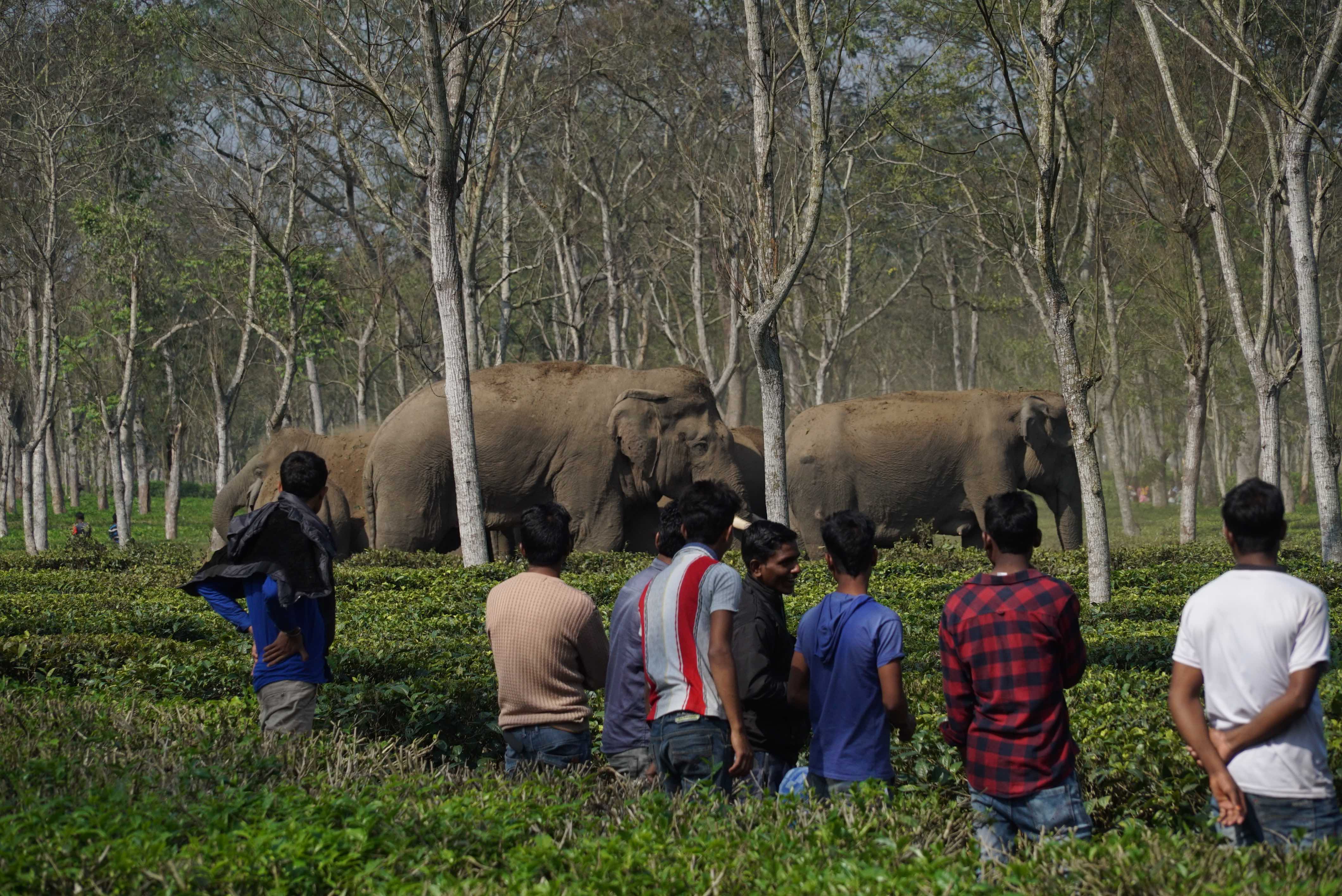 Your Environment This Week: Artifical reefs, elephants & train tracks ...