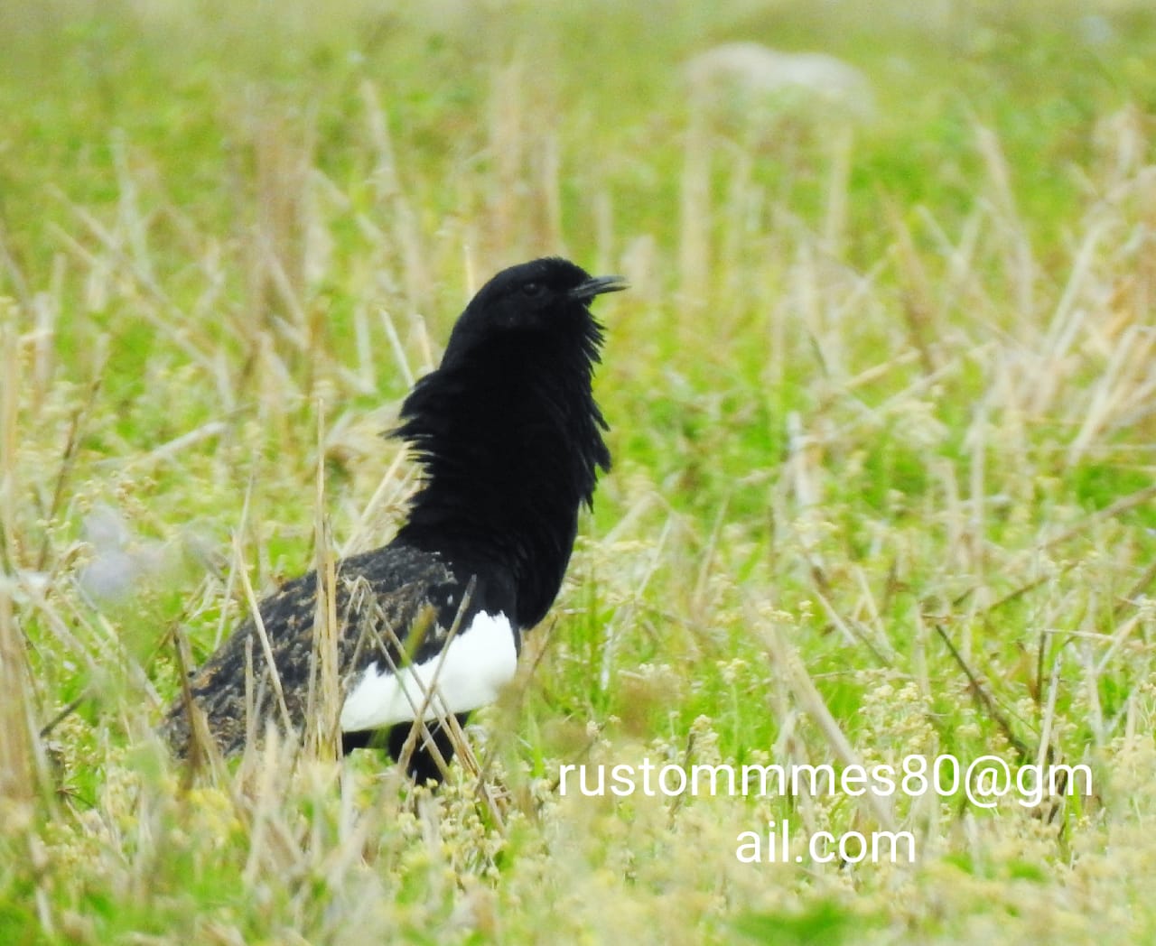 Your Environment This Week: The Bengal florican, forest encroachment ...