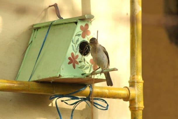 Saving sparrows in cities, one nest at a time