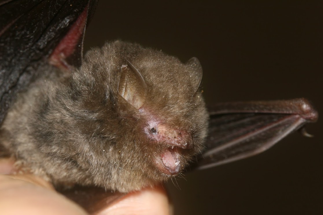Scientists record bat calls to build database