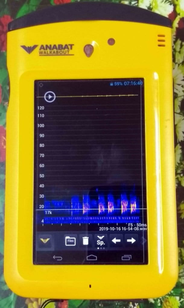 Scientists record bat calls to build database