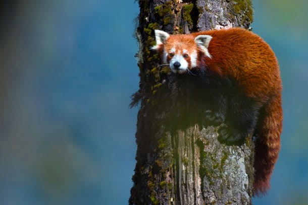 Indian scientists building DNA database to protect the elusive red panda