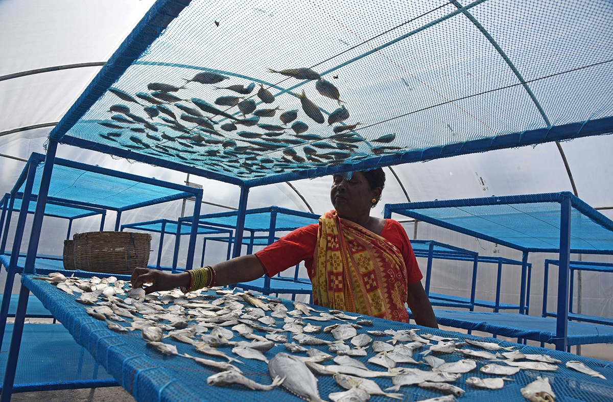 Ganjam fisherwomen unite to get back fish trade from monopolistic traders