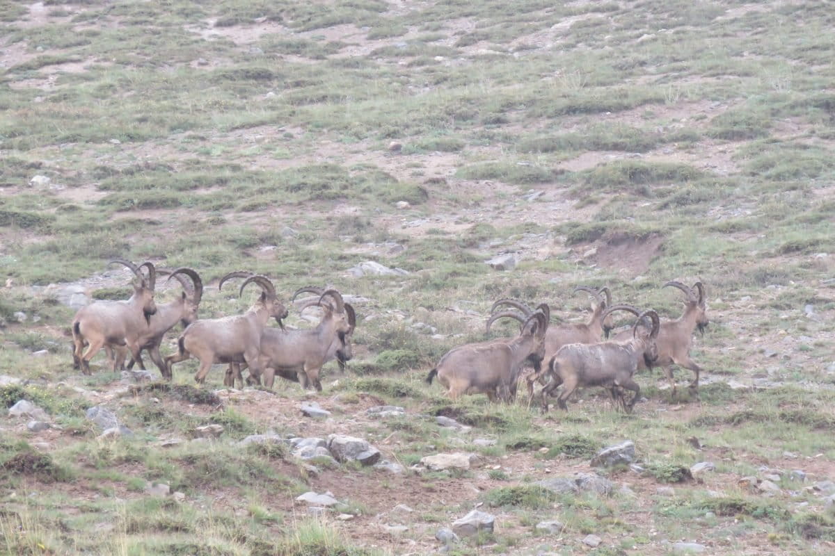Himalayan ibex could be separate species from Siberian ibex