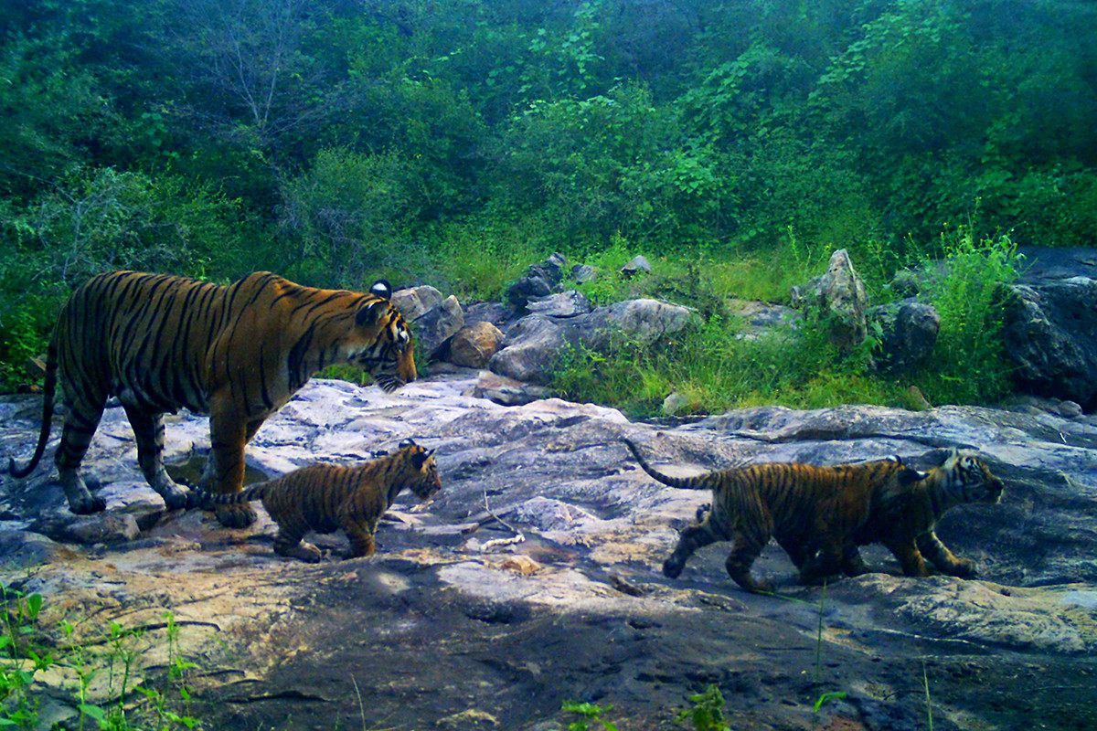 Reared by their father, two tigers are flagbearers of repopulation in ...