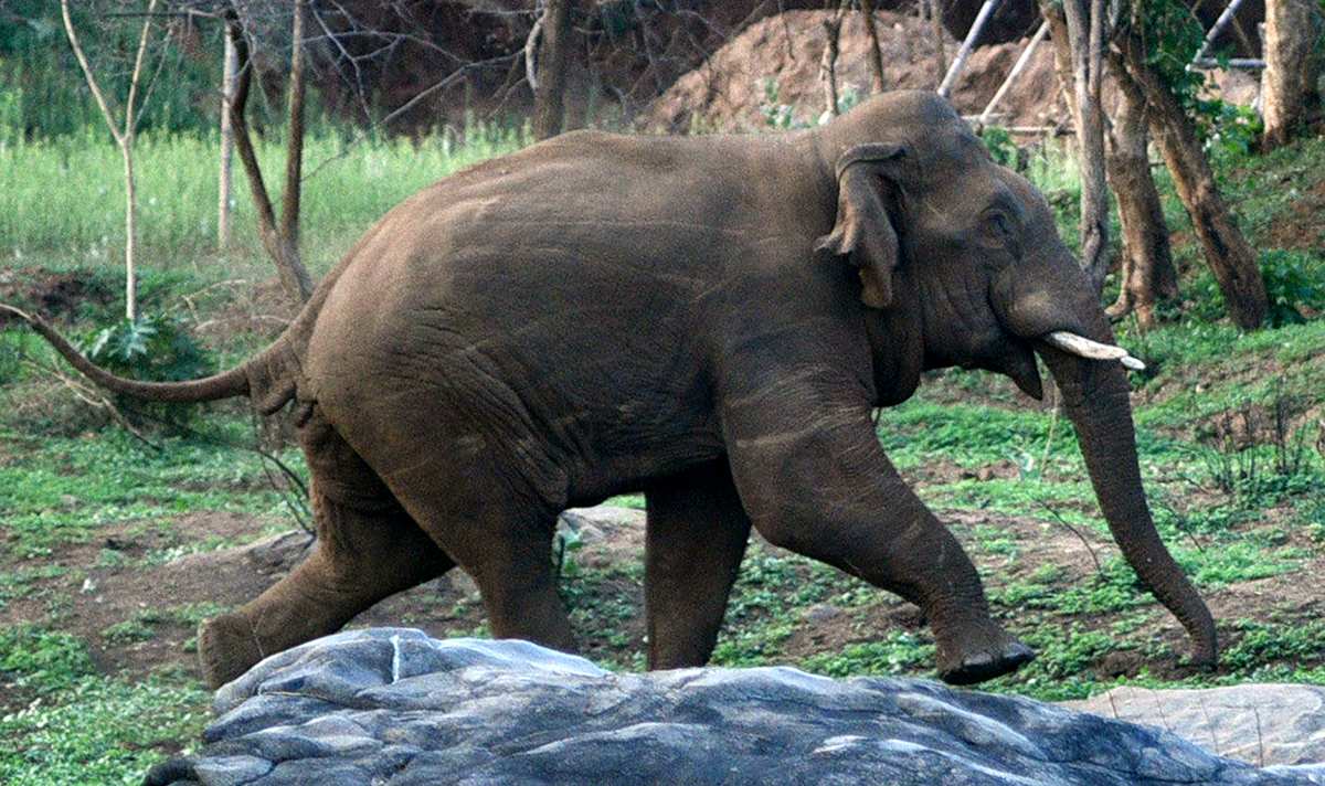 Kerala elephant death: collateral damage in conflict targeting wild boar