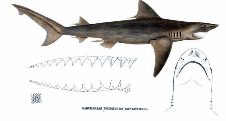 The Ganges shark: a critically endangered species