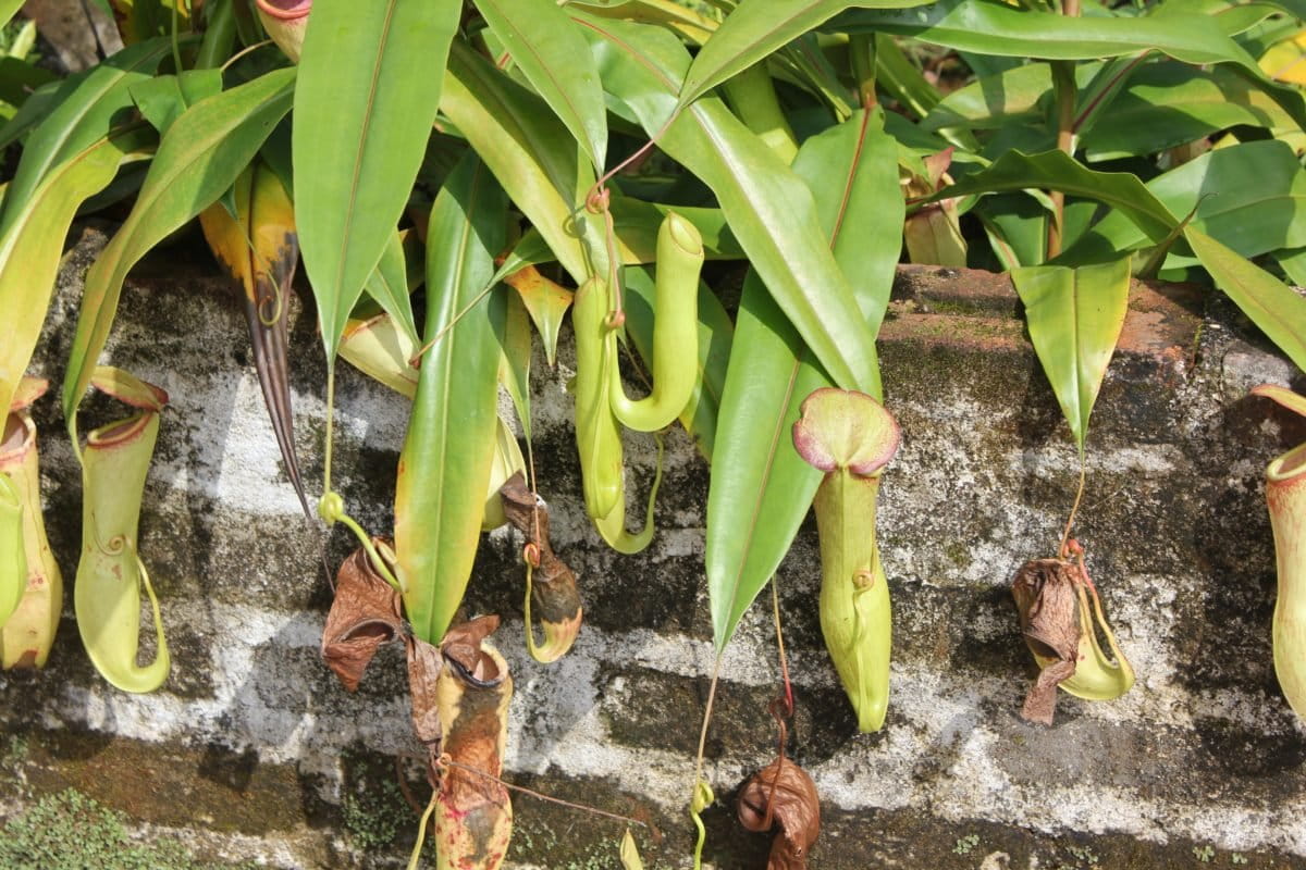 Captivating carnivores: Saving India’s only pitcher plant