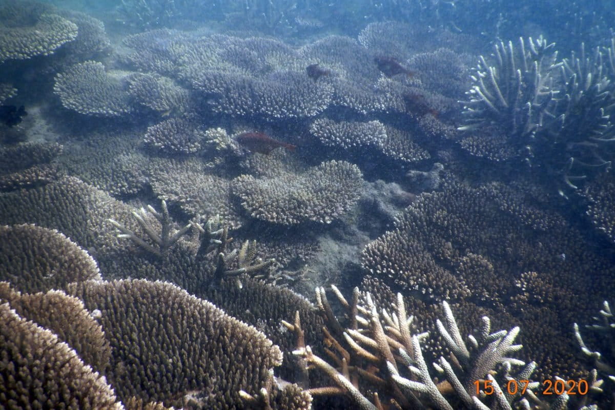 Cyclones made coral recovery quicker in Gulf of Mannar this year