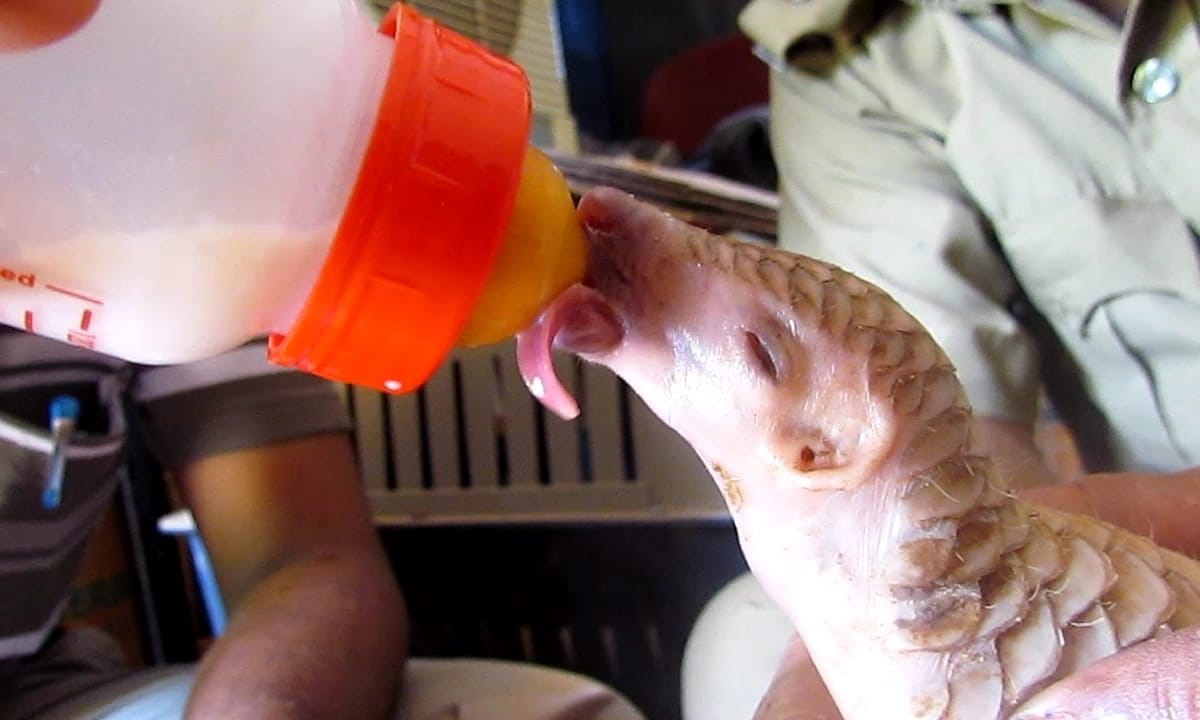 Your Environment This Week: Protecting pangolins, community ownership ...