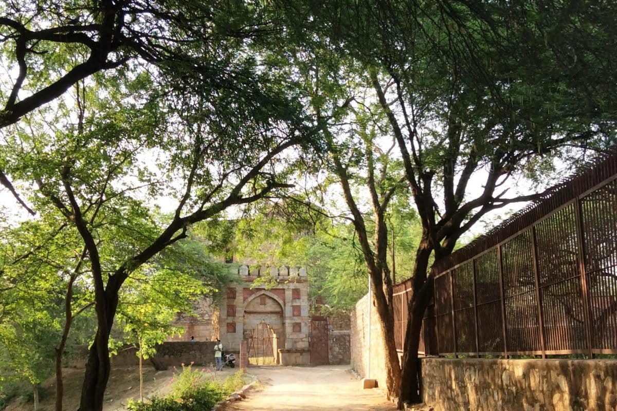 Tree walks in Delhi's green spaces offer solace and a dollop of history
