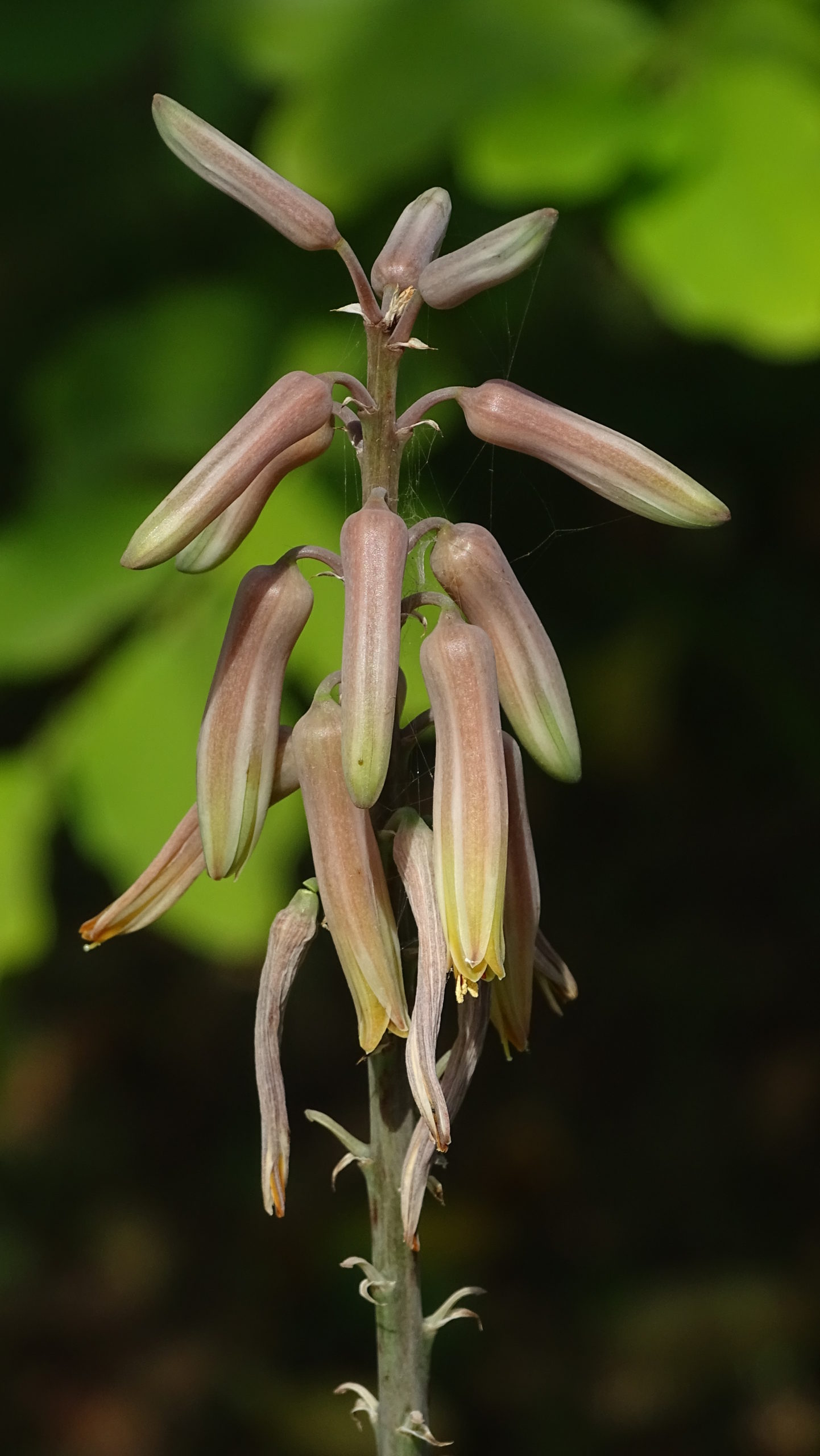 New Aloe species discovered from a desert in northwestern India