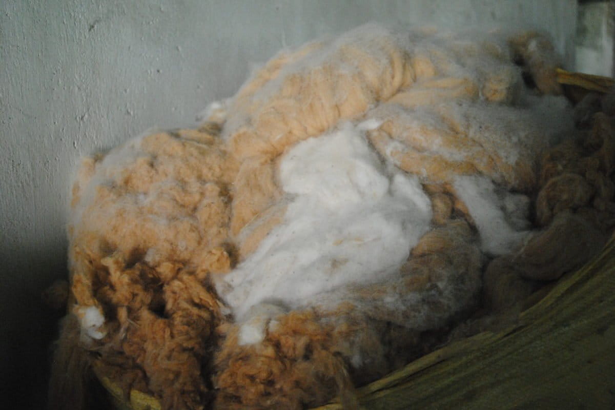 Coloured cotton from India on the cusp of commercial release in 2021