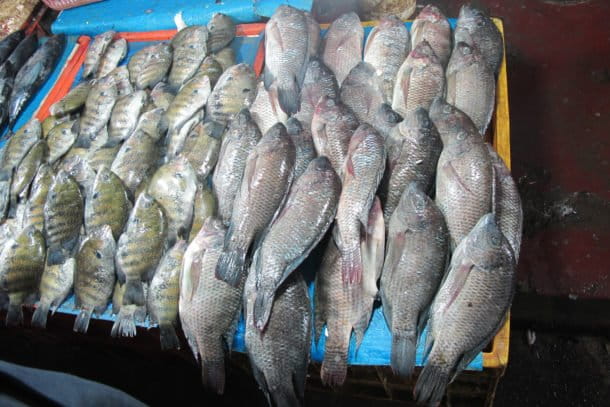 Tilapia: How an invasive fish came to dominate our ecology and food
