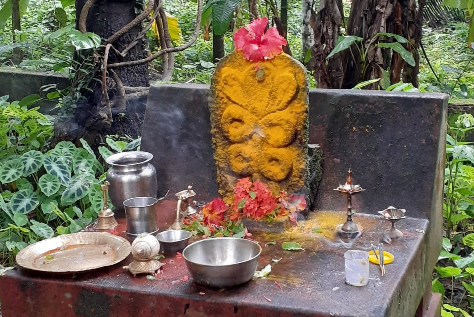 Conservation of snakes in sacred groves of Western Ghats.