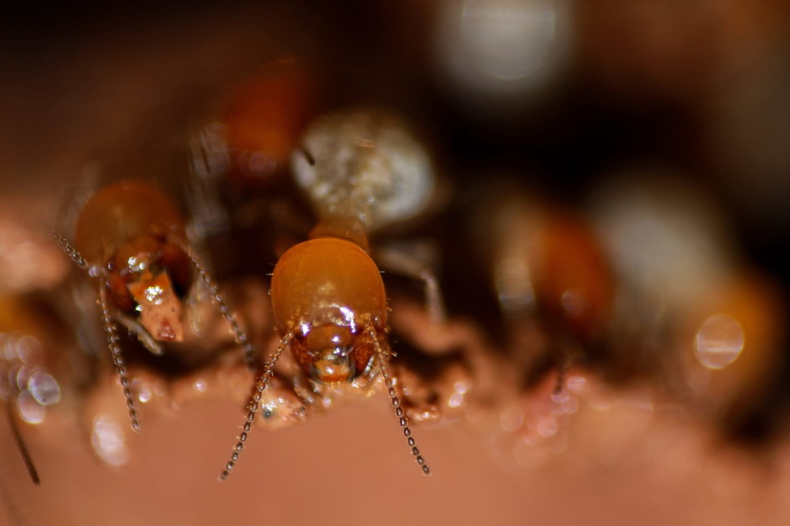 Termite mounds: architectural marvels balancing strength and porosity