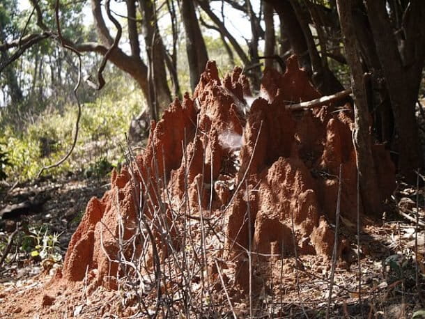 Why Termite Mounds Are Wonders of Architecture and Natural Engineering ...