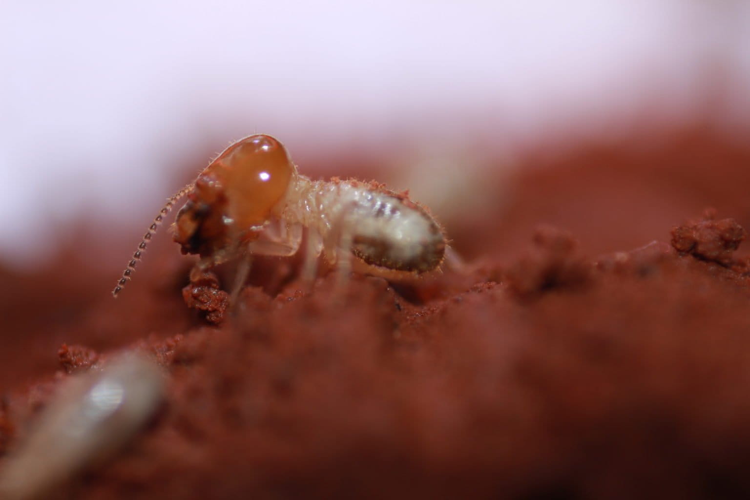 Termite mounds: architectural marvels balancing strength and porosity