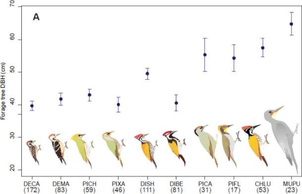 Foraging preferences of woodpecker species in sub-Himalayan sal forests