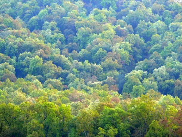 Foraging preferences of woodpecker species in sub-Himalayan sal forests