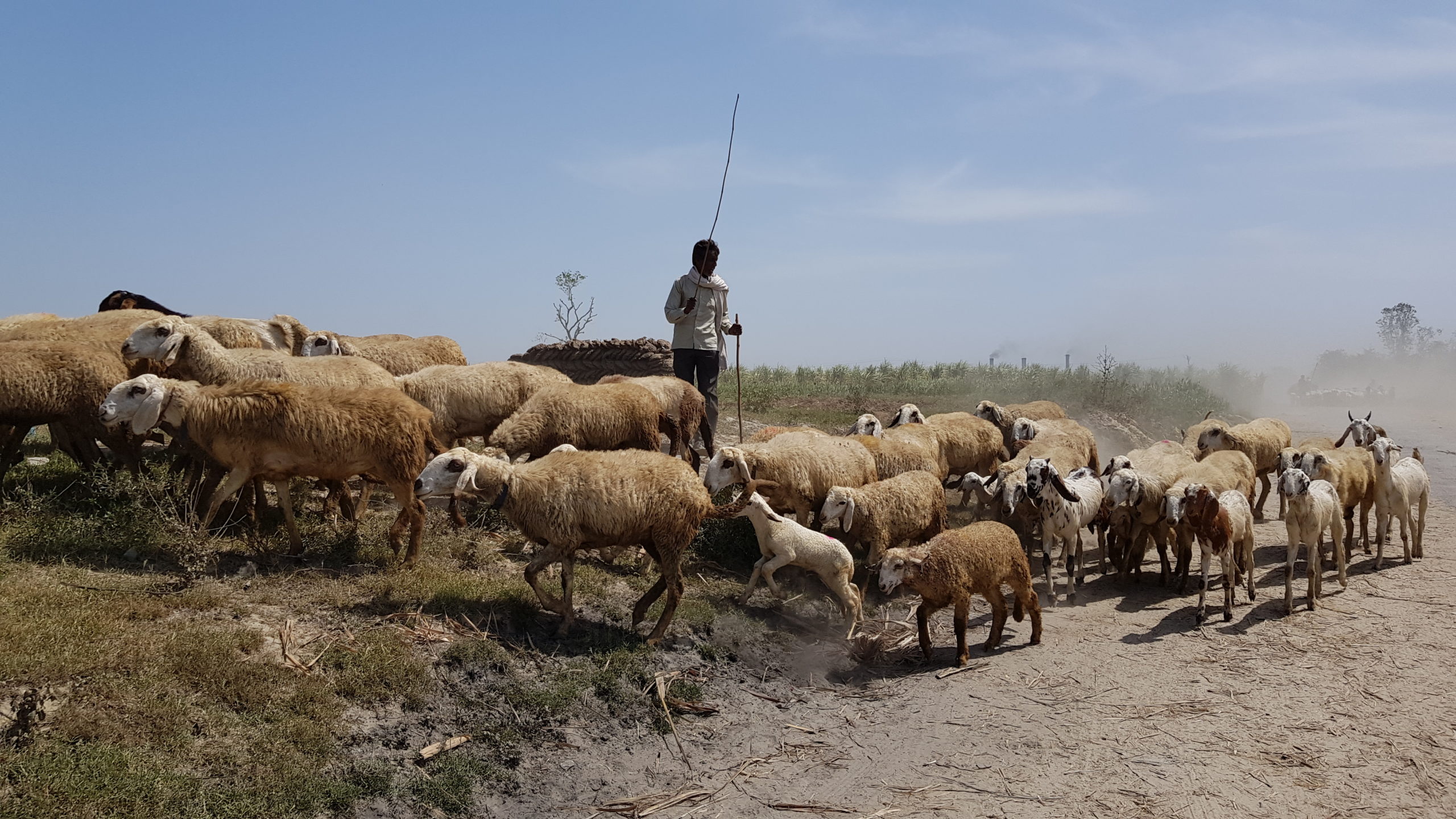 Your Environment This Week: People power and tradition to save wetlands ...