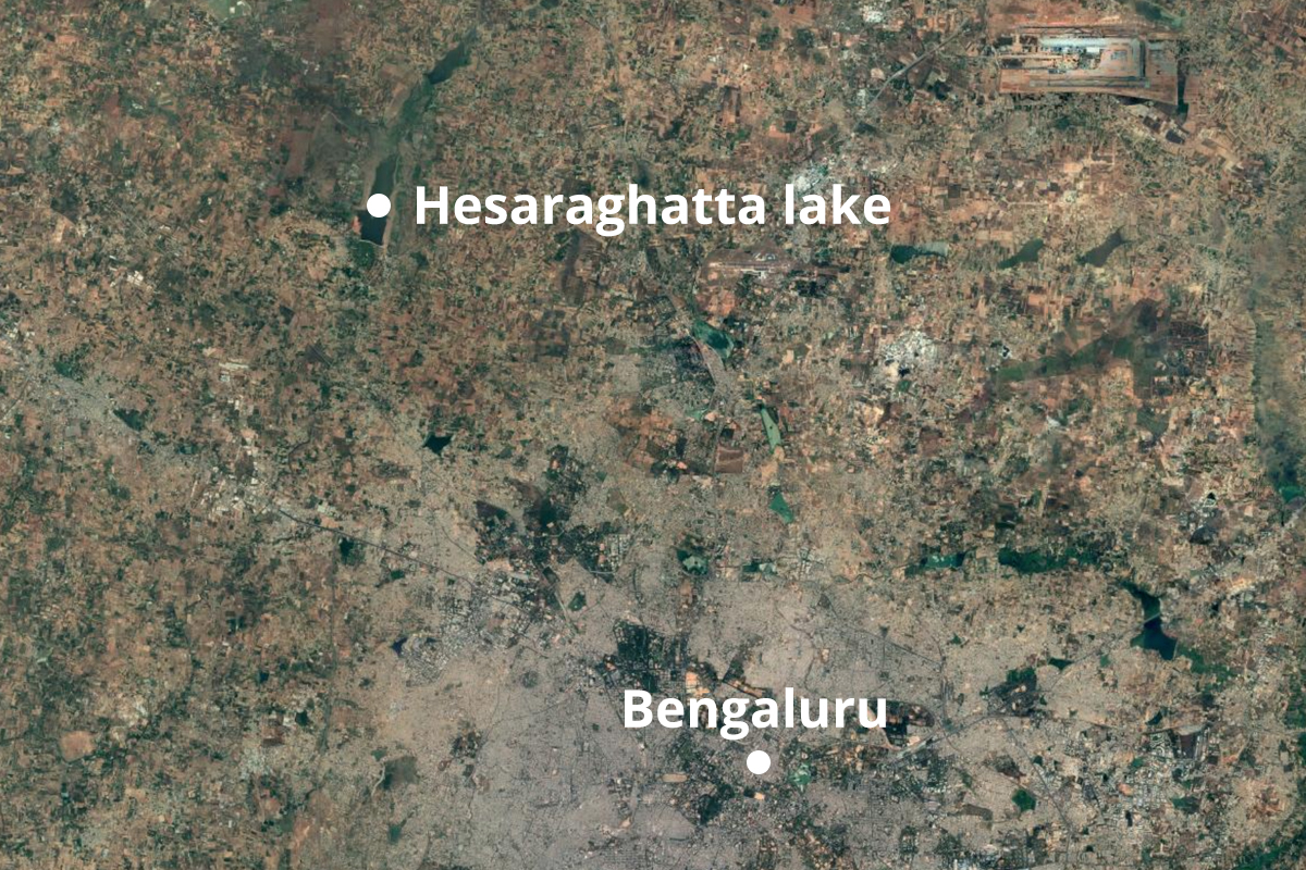 Saving Hesaraghatta, the last remaining grassland in Bengaluru region