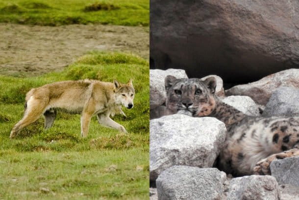 2020 - Mongabay-India