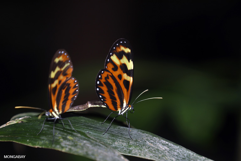Butterfly parks for awareness and conservation in India