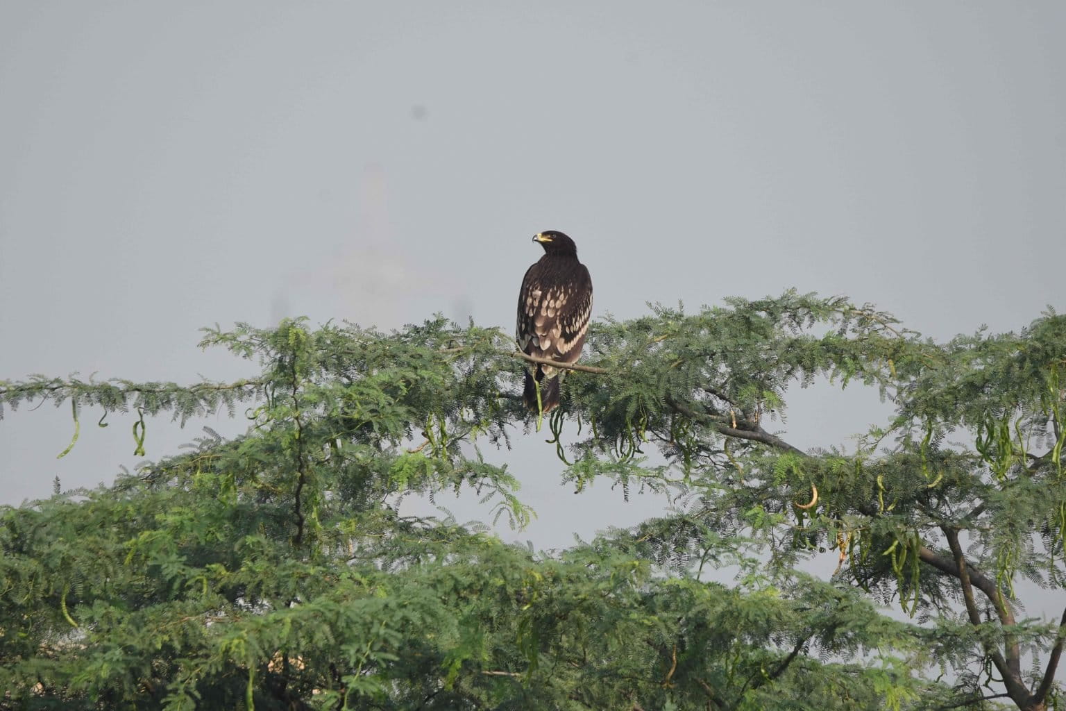Cyclones Nivar and Burevi Brought Much Relief to Tamil Nadu’s Migratory ...