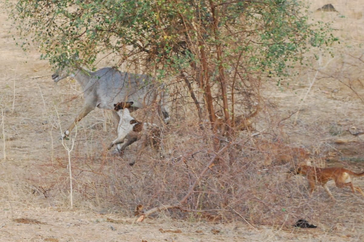 India’s SOP to deal with feral and stray dogs in tiger reserves lacks ...