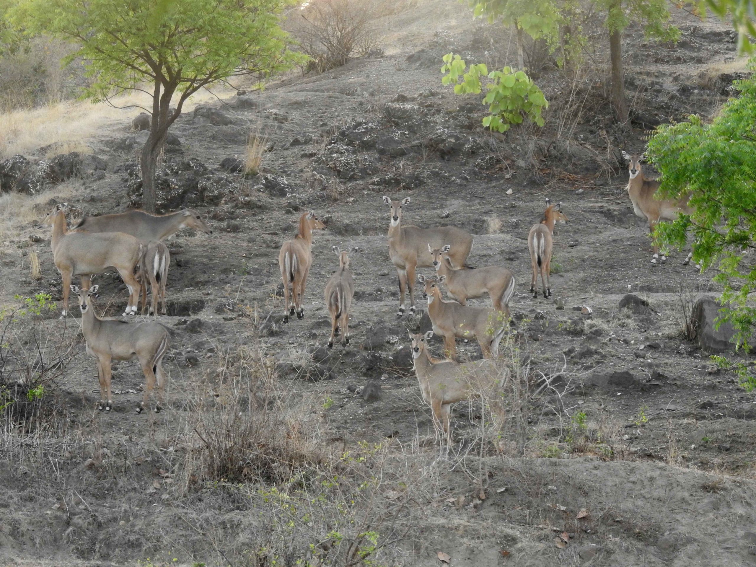 [Commentary] Antelopes in my backyard
