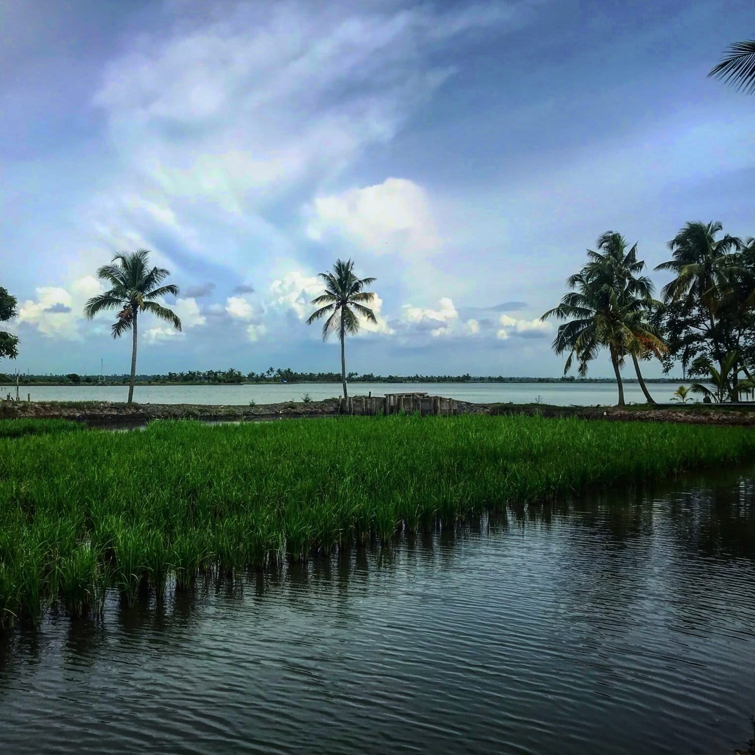 Could climate adaptive, saline water-resistant Pokkali be rice of the ...