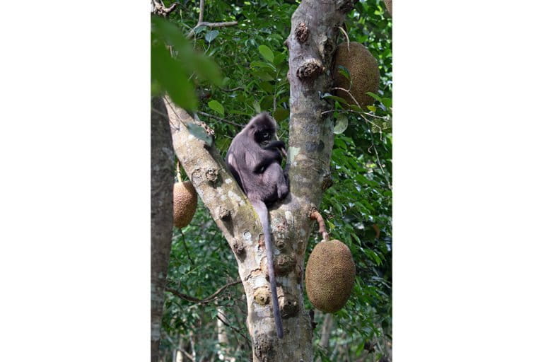 Perils of the Phayre’s leaf monkey