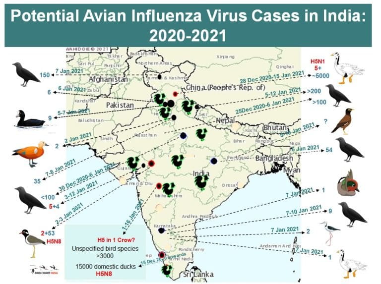 Avian flu brings forth environment, animal and human interactions