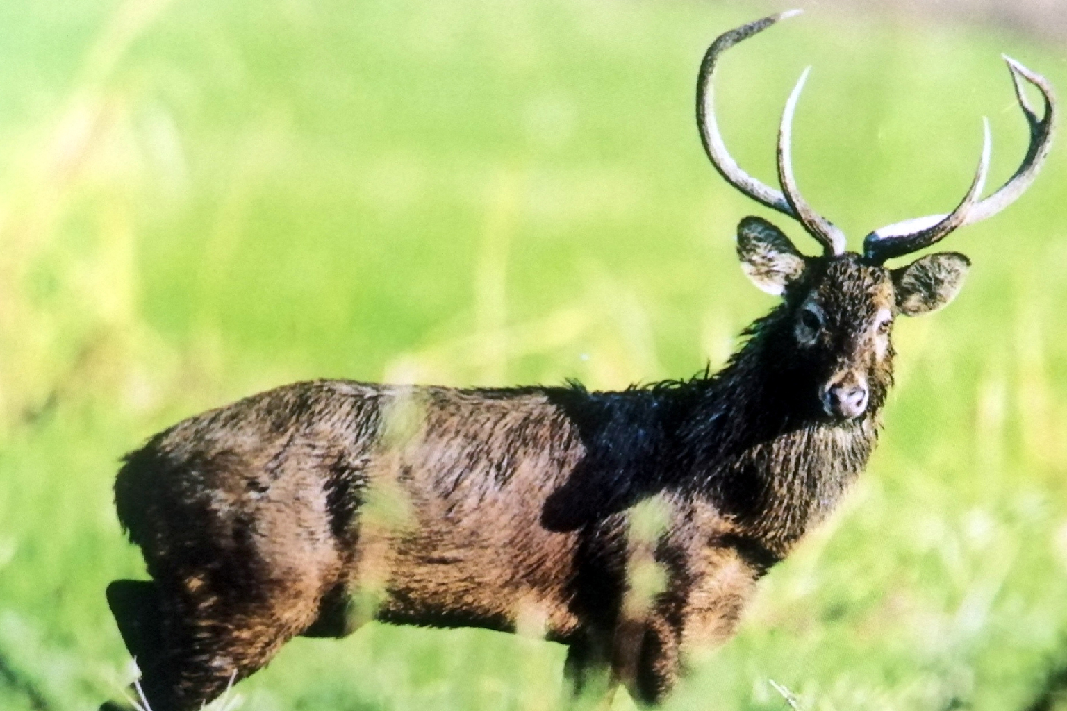 Threatened sangai deer’s habitat likely to shrink due to climate change