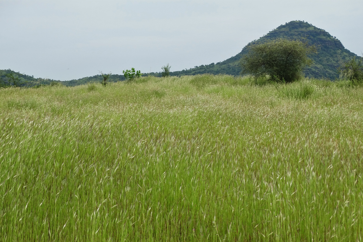 Community restores grasslands in Lamkani, making it drought-resilient