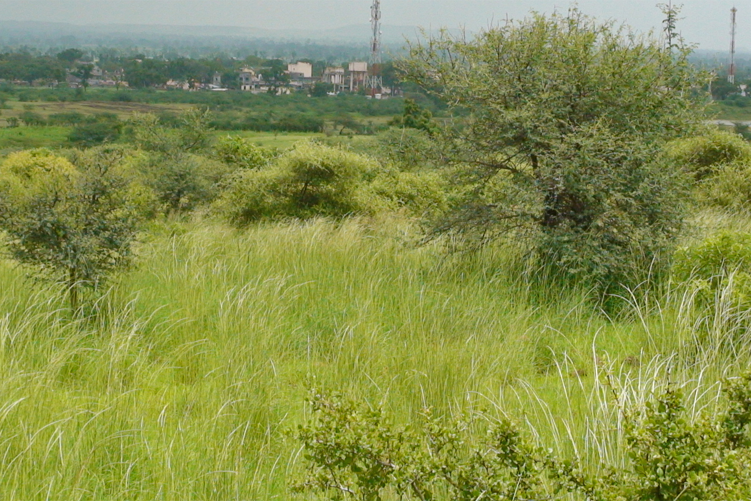Community restores grasslands in Lamkani, making it drought-resilient
