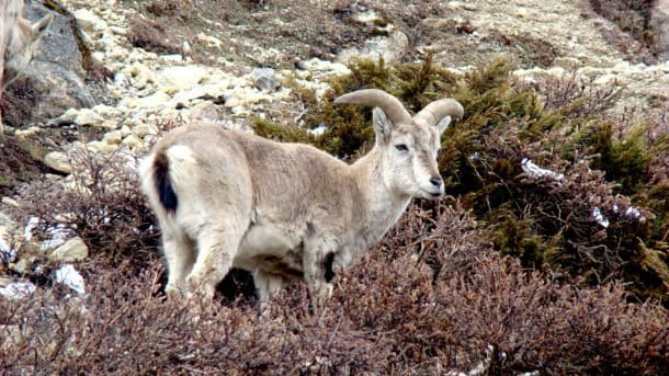 Reinforcing the goal of open access to biodiversity data [Commentary]